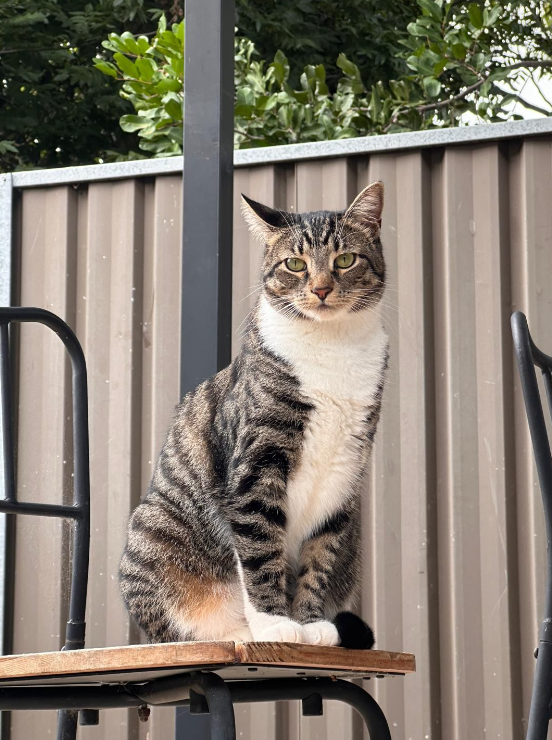 Lost and Found Inner West Pets - Inner West Council