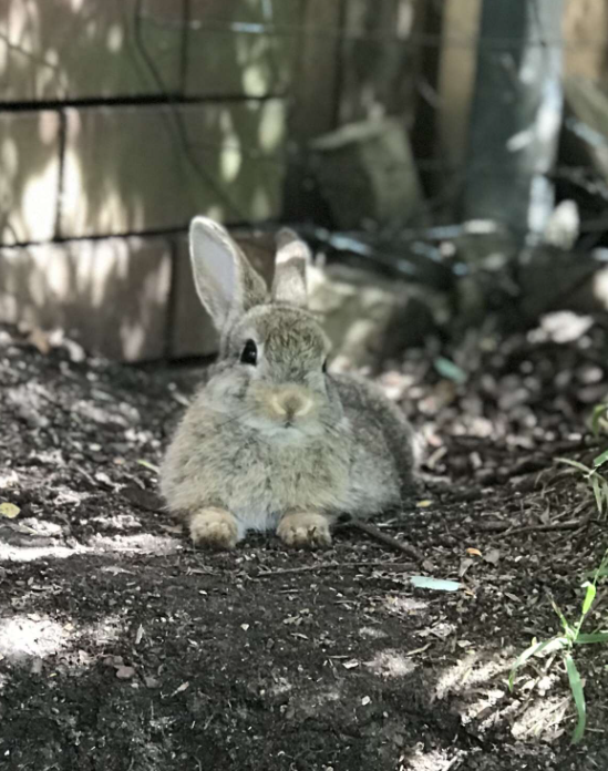 Lost and Found Inner West Pets - Inner West Council