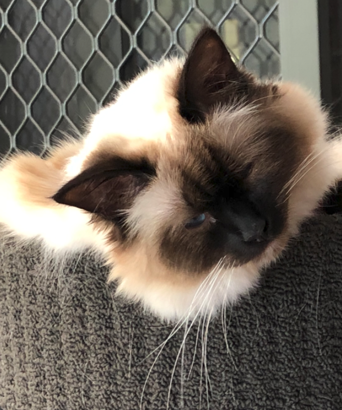 Lost and Found Inner West Pets - Inner West Council