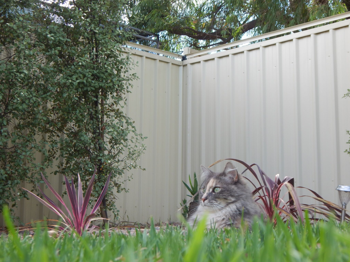 Cat confinement - Inner West Council